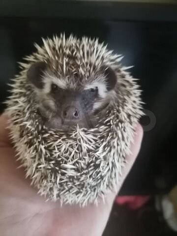 Продаются Ежата