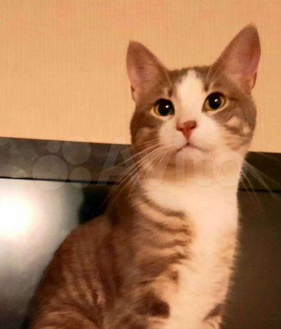 Котенок Тошик