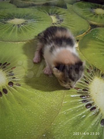 Котенок богатка