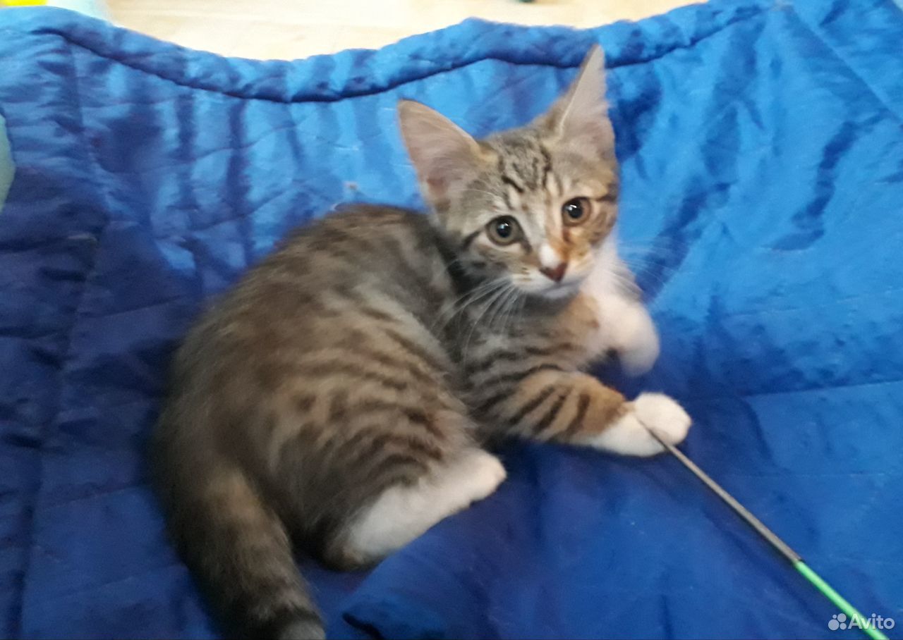 Котенок Гриша, 2,5 месяца