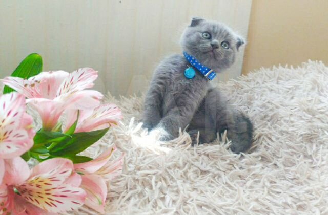 Шотландские вислоухие котята мальчик