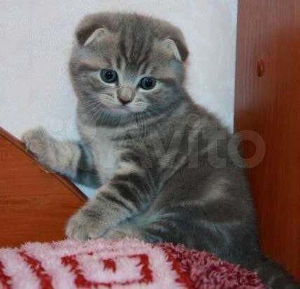 Мраморные вислоушки