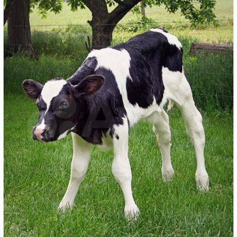 Продается бычок