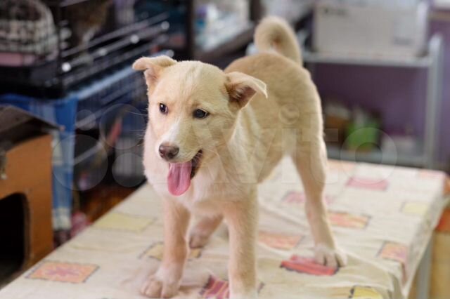 Милка в добрые руки