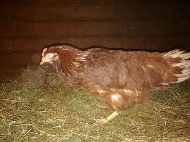 Куры молодки несушки